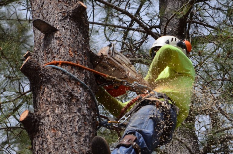 Lake Stevens Tree Removal | Seattle Super Tree Service